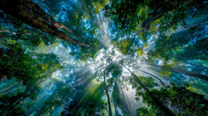 Dramatic Upward View of Tall Forest Trees with Radial Motion Blur and ...