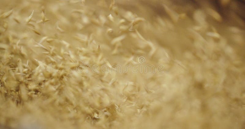 Dynamic Grain Movement - Cereal Seed Treatment Process Stock Video ...