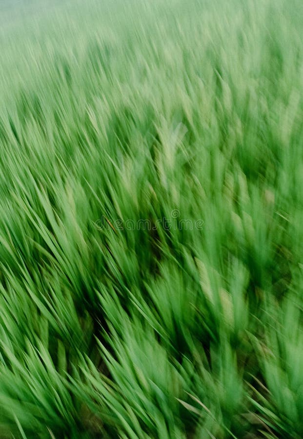 Dynamic Green Grass Captured with a Motion Dynamic Blur Stock Photo ...
