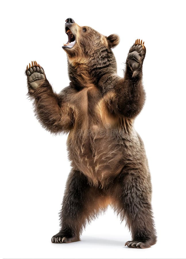 Roaring Bear with Raised Paws, Isolated on White Stock Image - Image of ...