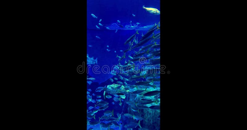 Dynamic Pack Group in Movement of Fish and Various Marine Fauna Stock ...