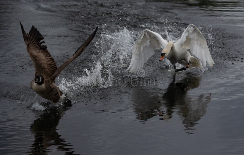 Dynamic Scene of a Swan Chasing a Goose on the Water Surface, Creating ...
