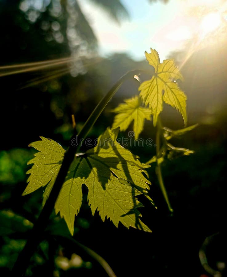 A Dynamic Shot of Young Grape Leaves and Tendrils on a Grapevine Stock ...