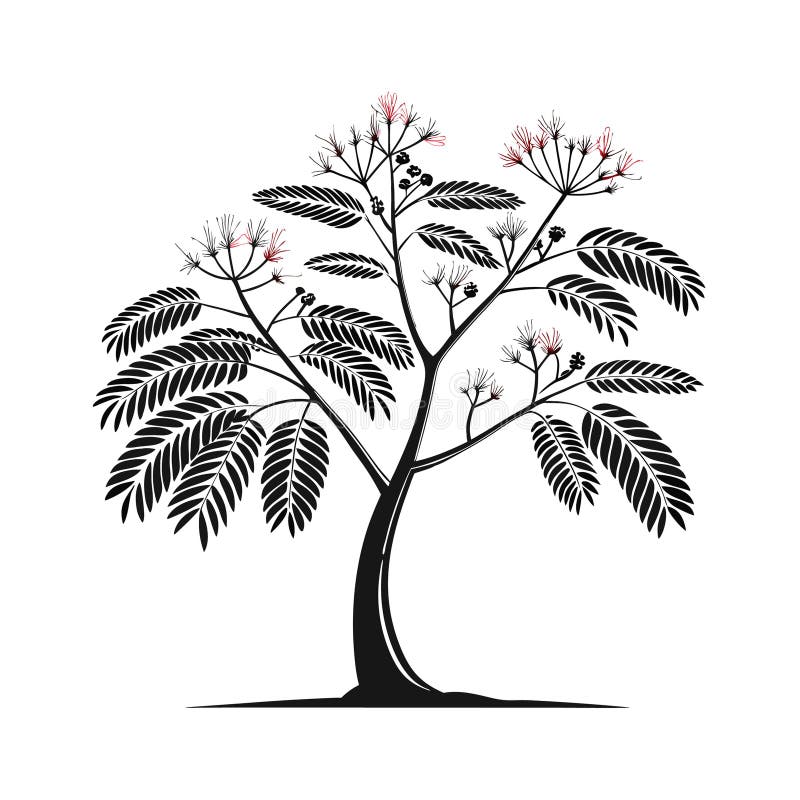 Dynamic Silk Tree Houseplant Illustration Stock Image - Illustration of ...