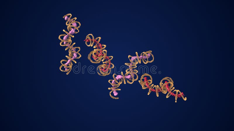 Protein Folding is Caused by Polypeptide Chains Stock Illustration ...