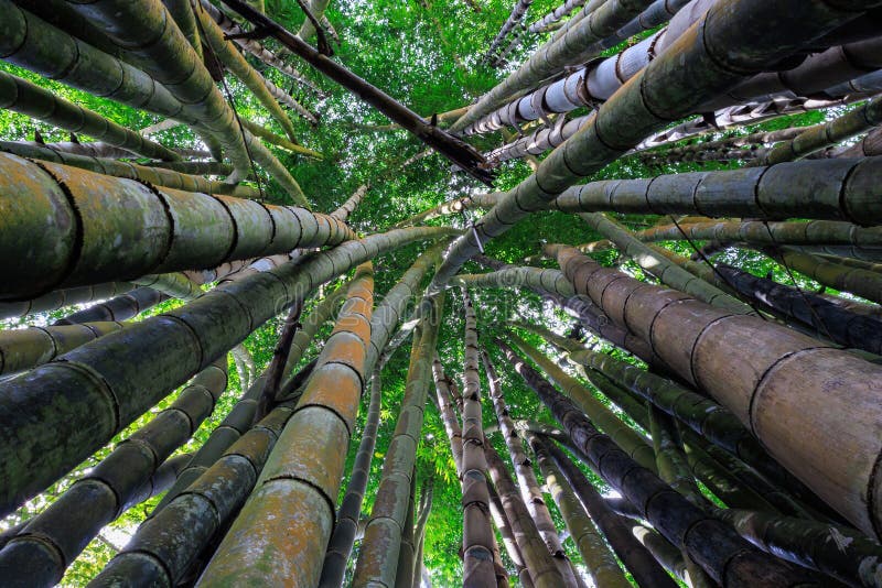Dynamic Wide Angle Close Up of a Bamboo Tree Forest Stock Photo - Image ...
