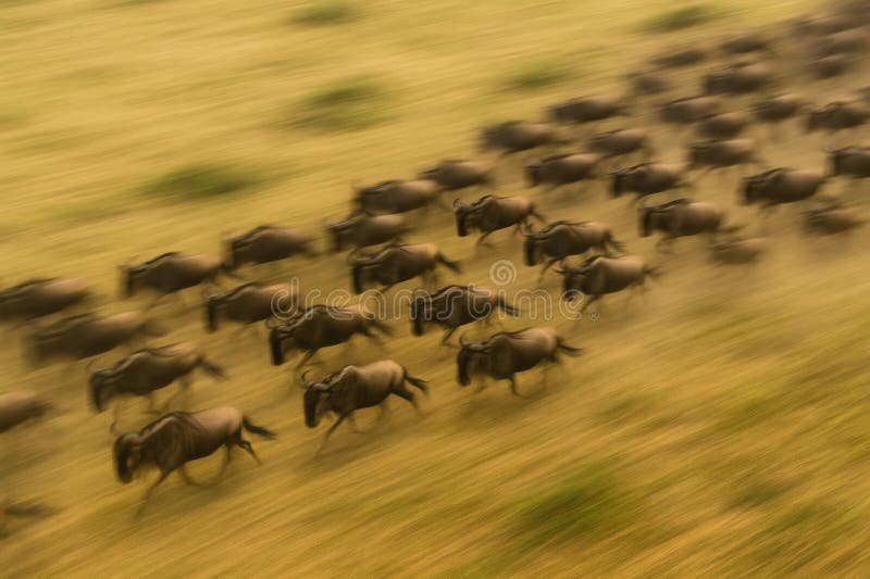 Dynamic Wildebeest Migration Across the Savannah in Motion Blur Stock ...