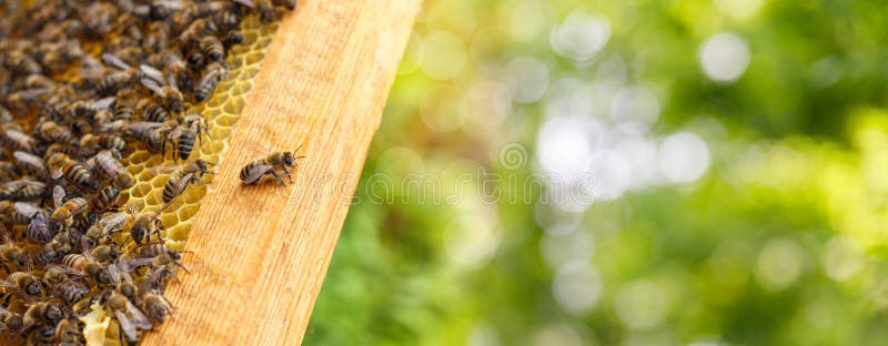 The Dynamics of Bee Life in the Hive Stock Photo - Image of farm ...