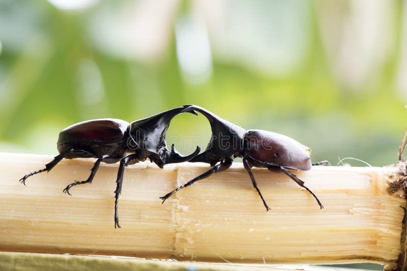 Dynastinae Animals on Nature Background Stock Photo - Image of food ...