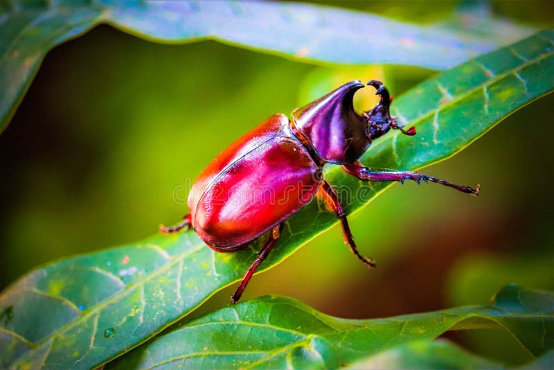 Dynastinae on the Branch in the Forest Stock Image - Image of detail ...