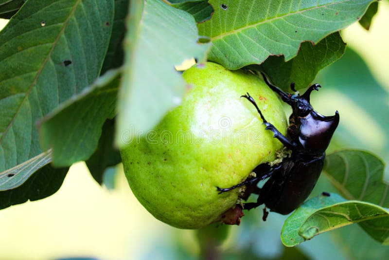 A Leaf Insect On Guava Tree Stock Image - Image of insect, brown: 13112721
