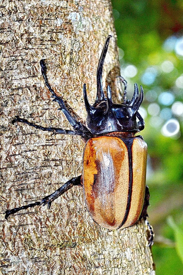 Dynastinae,Insect,Biology stock image. Image of fearsome - 33467933