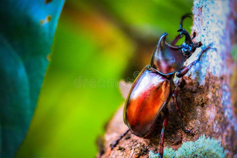 Dynastinae on the Branch in the Forest Stock Image - Image of giant ...