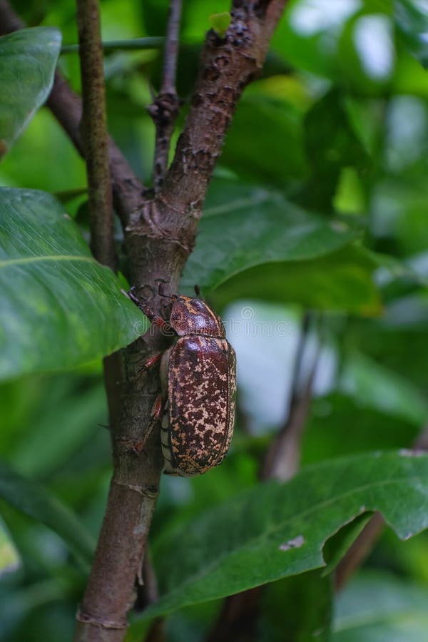 Dynastinae Female Rhinoceros Beetle Stock Photo - Image of horn, nature ...