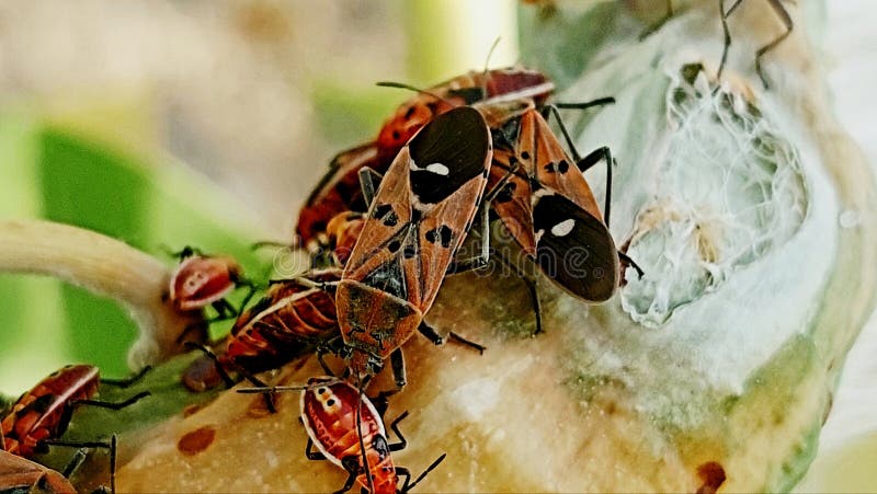 Dysdercus Cingulatus or Indian Cotton Stainer Stock Photo - Image of ...