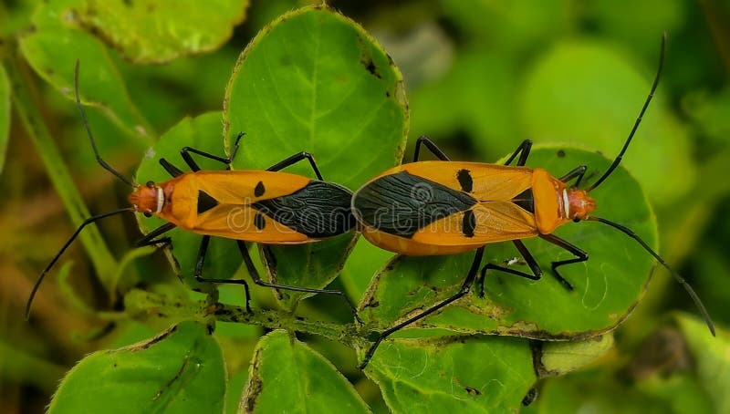 Dysdercus Cingulatus Mating Stock Photo - Image of abdomen, color ...