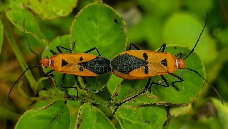 Dysdercus Cingulatus Mating Stock Photo - Image of abdomen, color ...