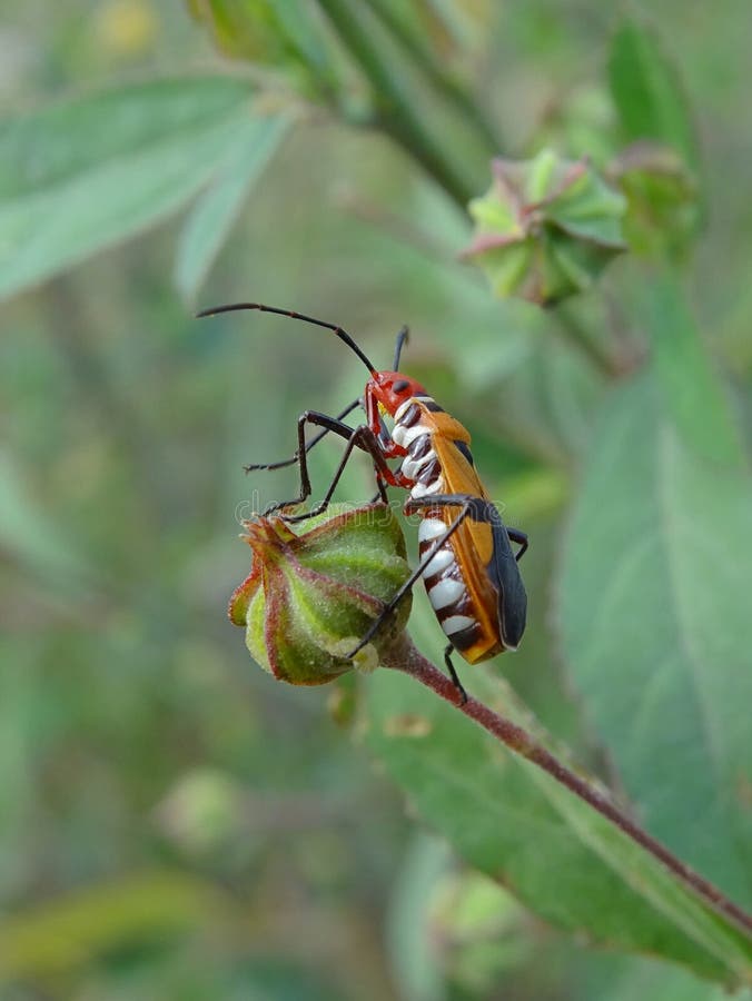 Dysdercus Cingulatus on a Young Flower Stock Image - Image of ...