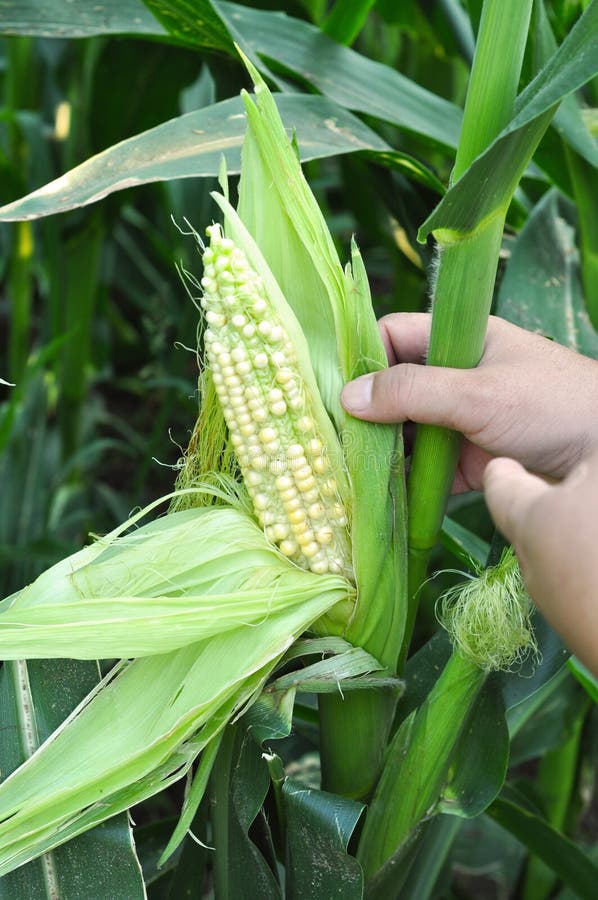 Dysplasia of corn stock image. Image of plant, maize - 37923209
