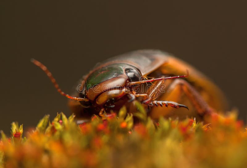 Dytiscus marginalis stock photo. Image of dytiscus, antennae - 30601092
