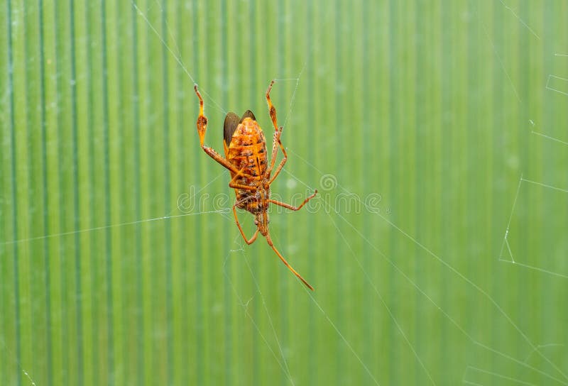 Dytiscus Marginalis in the Spider Web Stock Photo - Image of macro ...