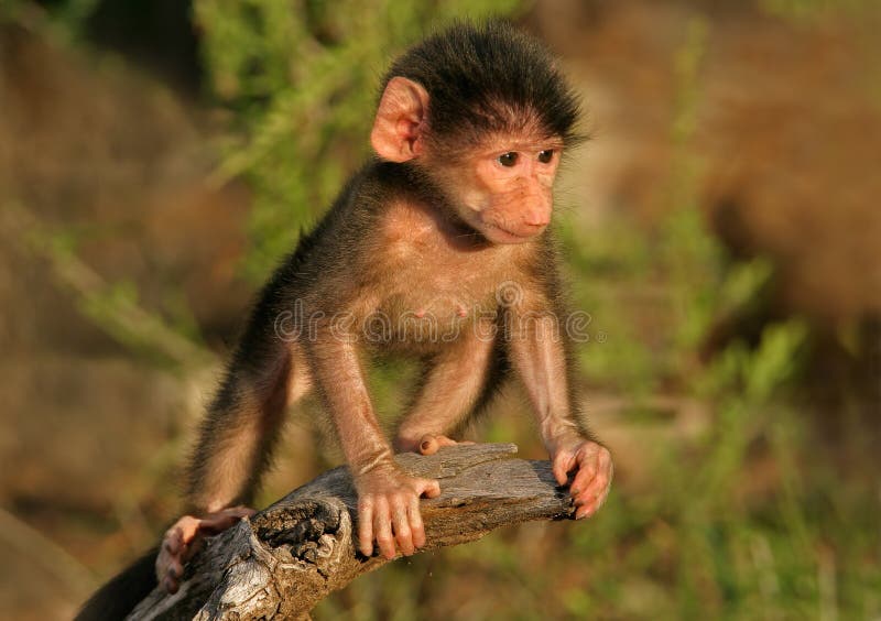 Pawian zdjęcie stock. Obraz złożonej z małpa, skała, srebro - 28851214
