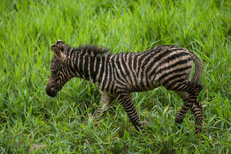 Dziecko Nowonarodzona Zebra Obraz Stock - Obraz złożonej z zebra ...