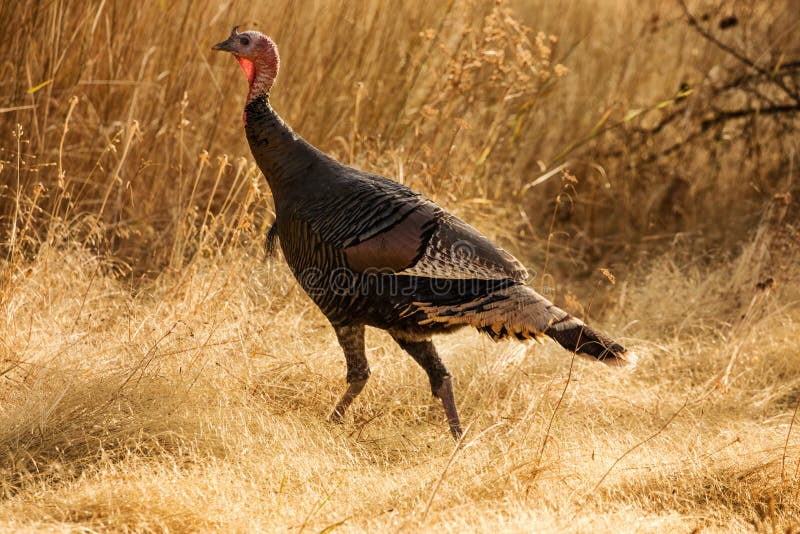 Dziki indyk zdjęcie stock. Obraz złożonej z zakończenie - 114719890