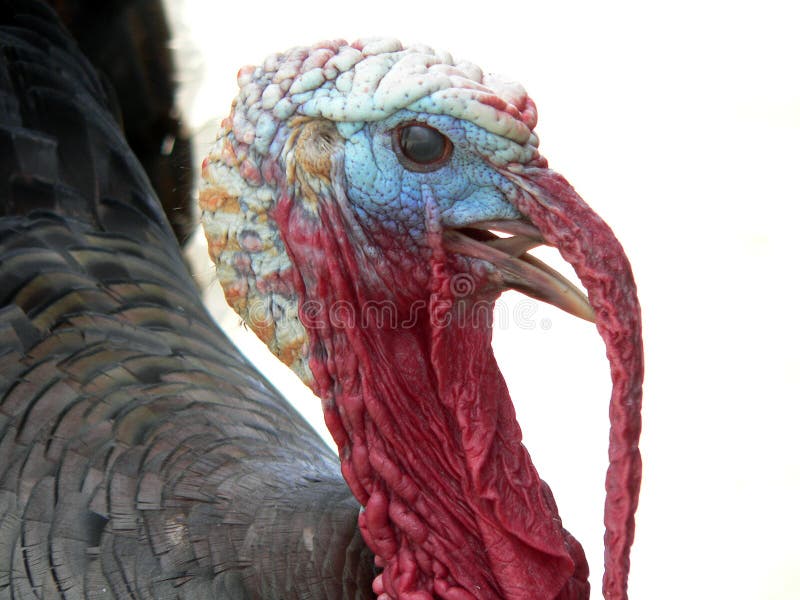 Dziki indyk zdjęcie stock. Obraz złożonej z zbliżenie, polowanie - 166058