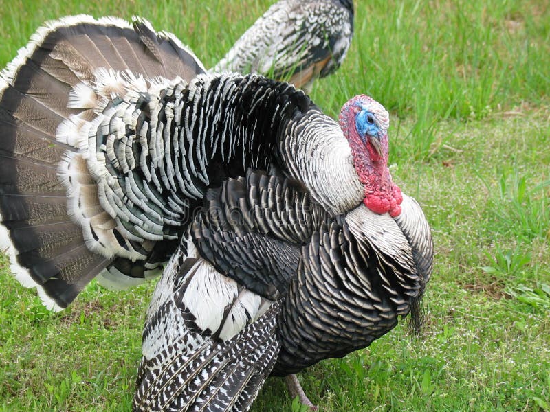 Dziki indyk obraz stock. Obraz złożonej z outdoors, polowanie - 392449