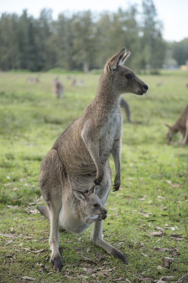 Dziki kangur w Australia obraz stock. Obraz złożonej z promos - 101783527