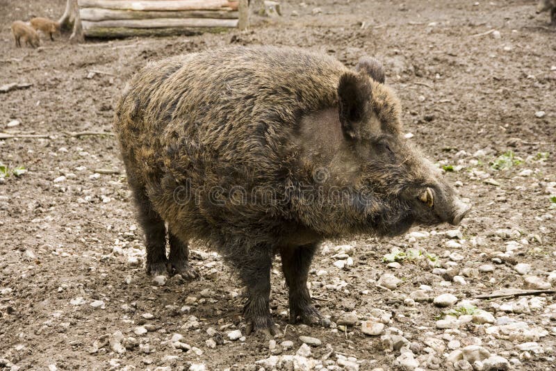 Knur dziki obraz stock. Obraz złożonej z zbliżenie, dziki - 21822569