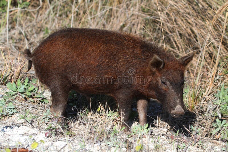 Knur Zdjęcia Stock - Pobierz 19,708 Zdjęcia Royalty Free