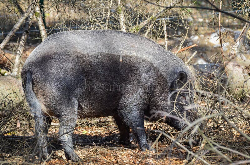 Dziki knur zdjęcie stock. Obraz złożonej z knur, jeden - 38559566