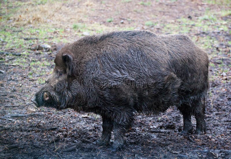 Duży dziki knur obraz stock. Obraz złożonej z ssak, natura - 40339177
