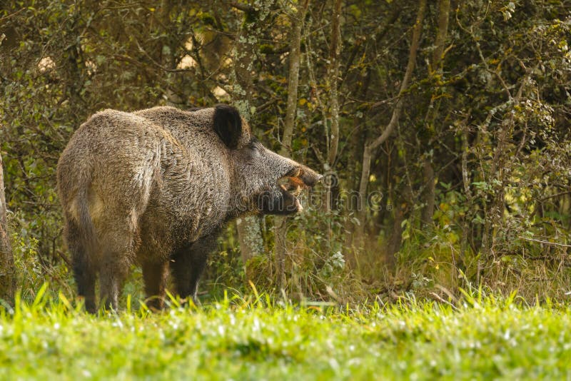 W śniegu dziki knur obraz stock. Obraz złożonej z futerko - 26348383