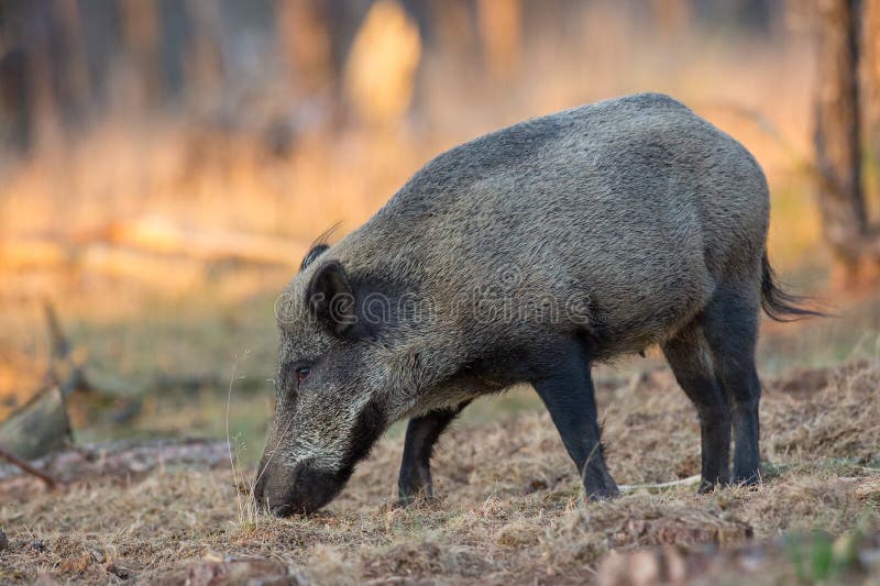 Dziki knur las w Holandia. zdjęcie stock. Obraz złożonej z obywatel ...