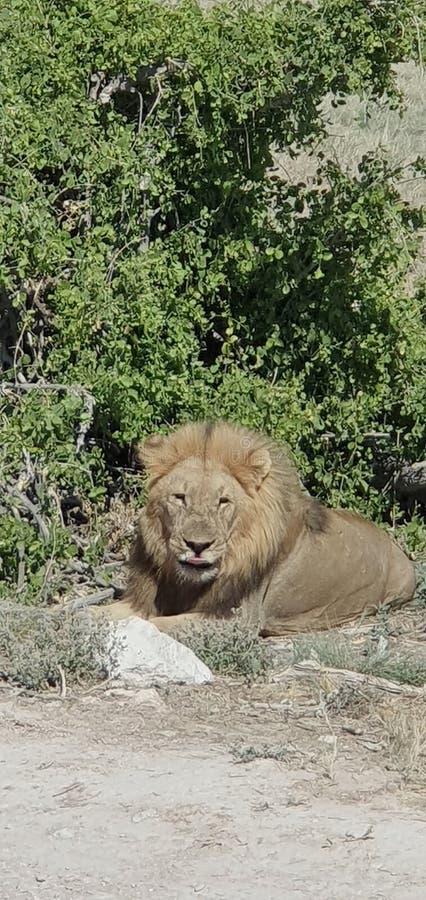 Lew, Leo Afryka Kenja Safari Parka Narodowego Dzikie Zwierzęta Zdjęcie ...