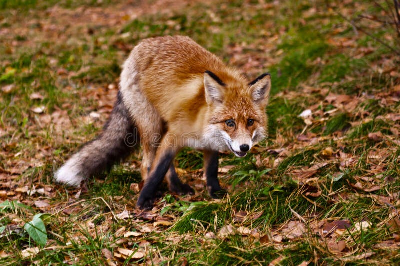 Dziki lis zdjęcie stock. Obraz złożonej z sezon, pets - 36045514