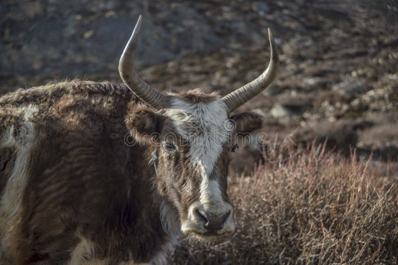 Dzo stock photo. Image of asia, yaks, hybrid, brown, animal - 55768894