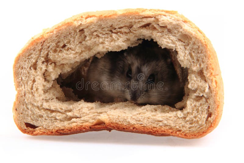 180 Cute Hamster Bread Stock Photos - Free & Royalty-Free Stock Photos ...