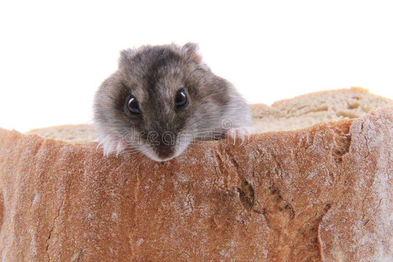 Hamster with bread stock photo. Image of eating, cute - 14511664