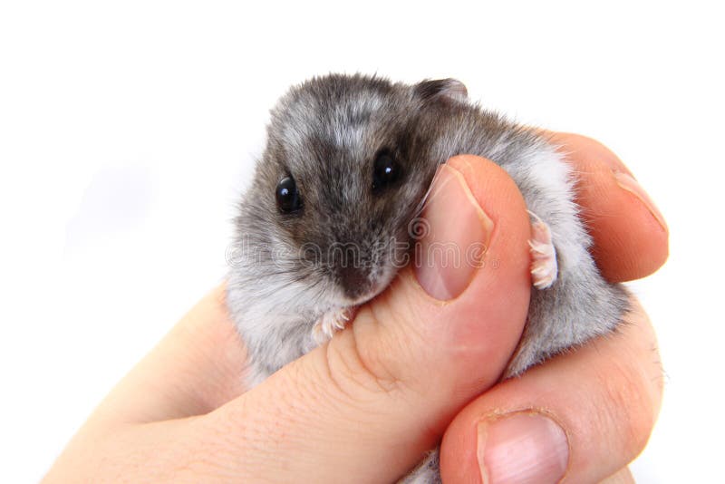 Dzungarian Hamster in Human Hands Stock Photo - Image of eyes, cute ...