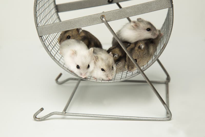 Dzungarian Hamsters on a Wheel. Cute Pets. a Brood of Young Hamsters ...