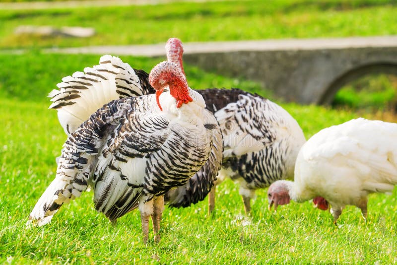 7,823 Indyki zdjęć stockowych - bezpłatne i z licencją Royalty Free od ...