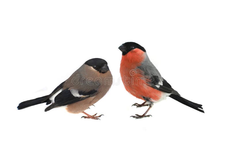 Gil dwa obraz stock. Obraz złożonej z park, sezon, przyroda - 88108263