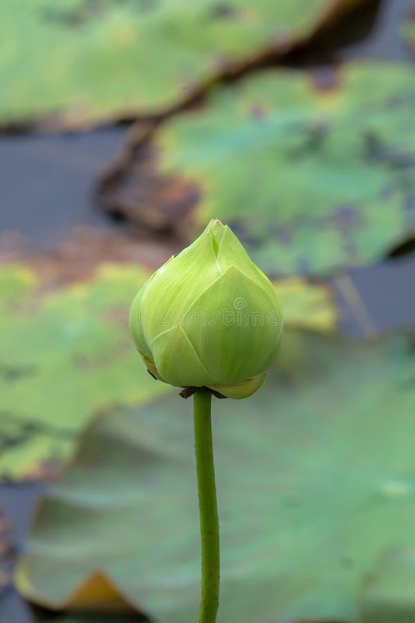 Young Red Lotus Stalk Above the Water 库存图片 - 图片 包括有 叶子, 工厂: 168318865