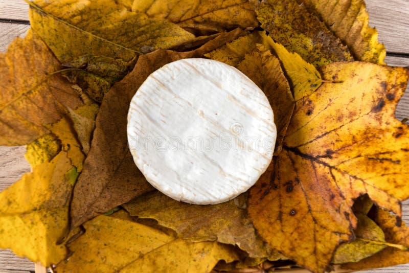 French Camembert Cheese on Autumn Leaves Immagine Stock - Immagine di ...