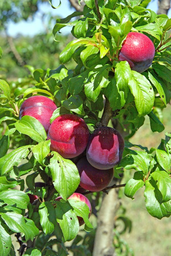 Plums a Variety of Blood Plums from Japan. Fotografia Stock - Immagine ...