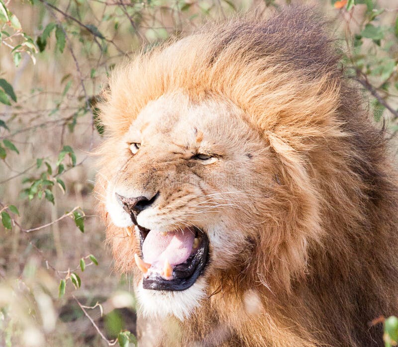 Male lion snarling imagem de stock. Imagem de savana - 106503157